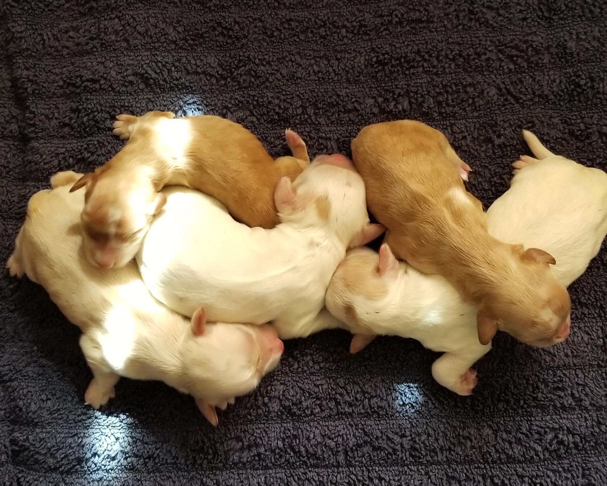 Available Puppies - Field Bred Cockers | La Center, Washington
