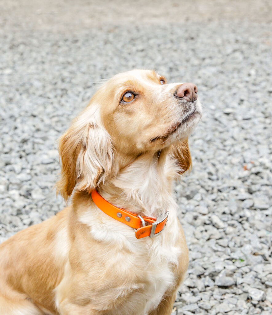 Available Puppies - Field Bred Cockers | La Center, Washington