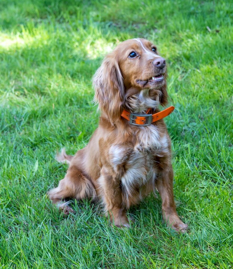 Available Puppies - Field Bred Cockers | La Center, Washington